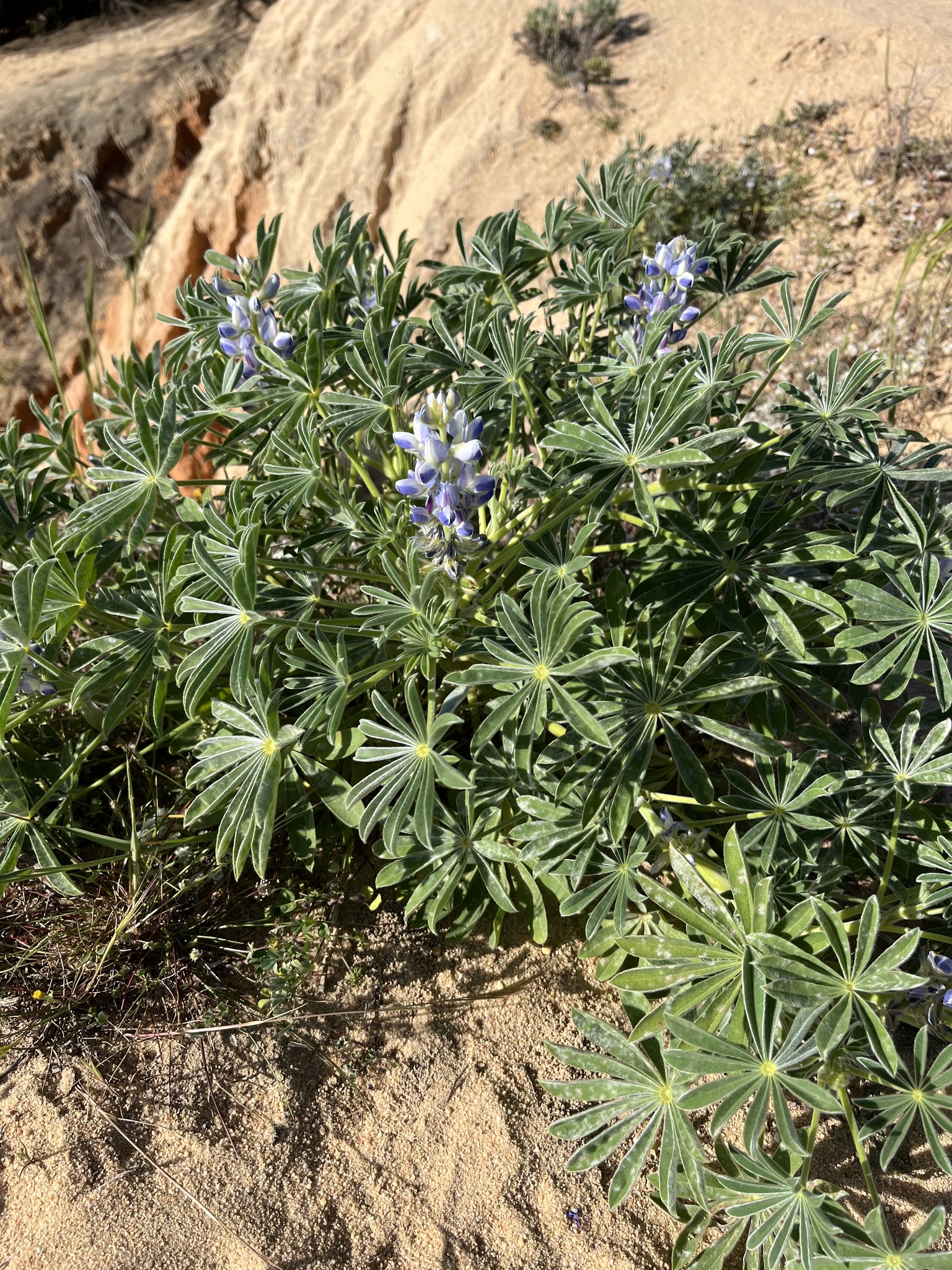 Lupinus cosentinii Guss.