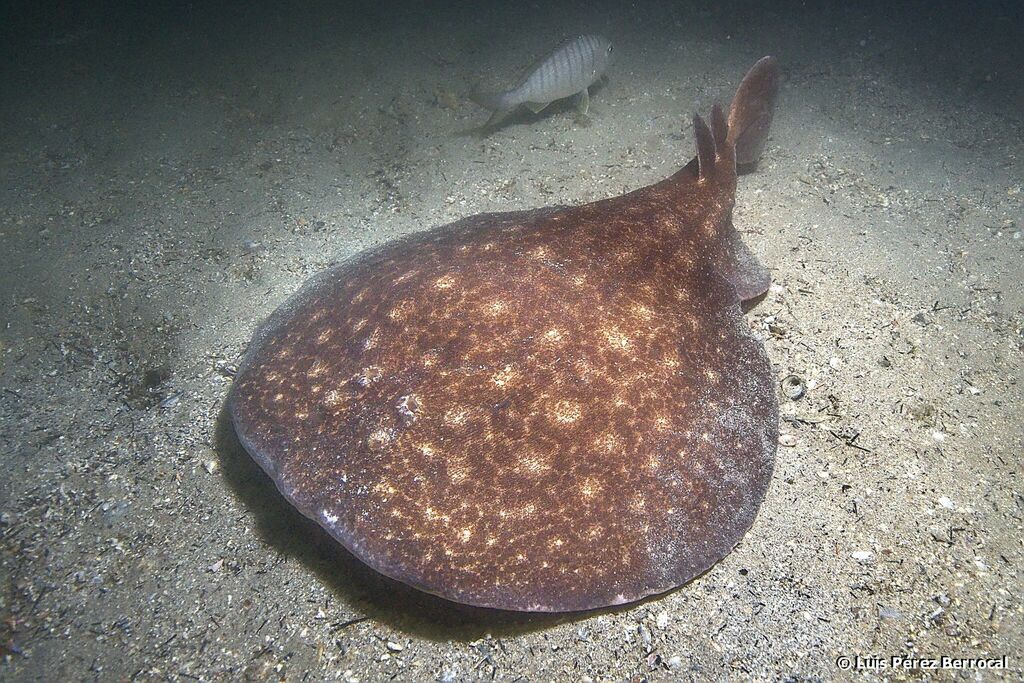 (Torpedo) - Marine Life Identification