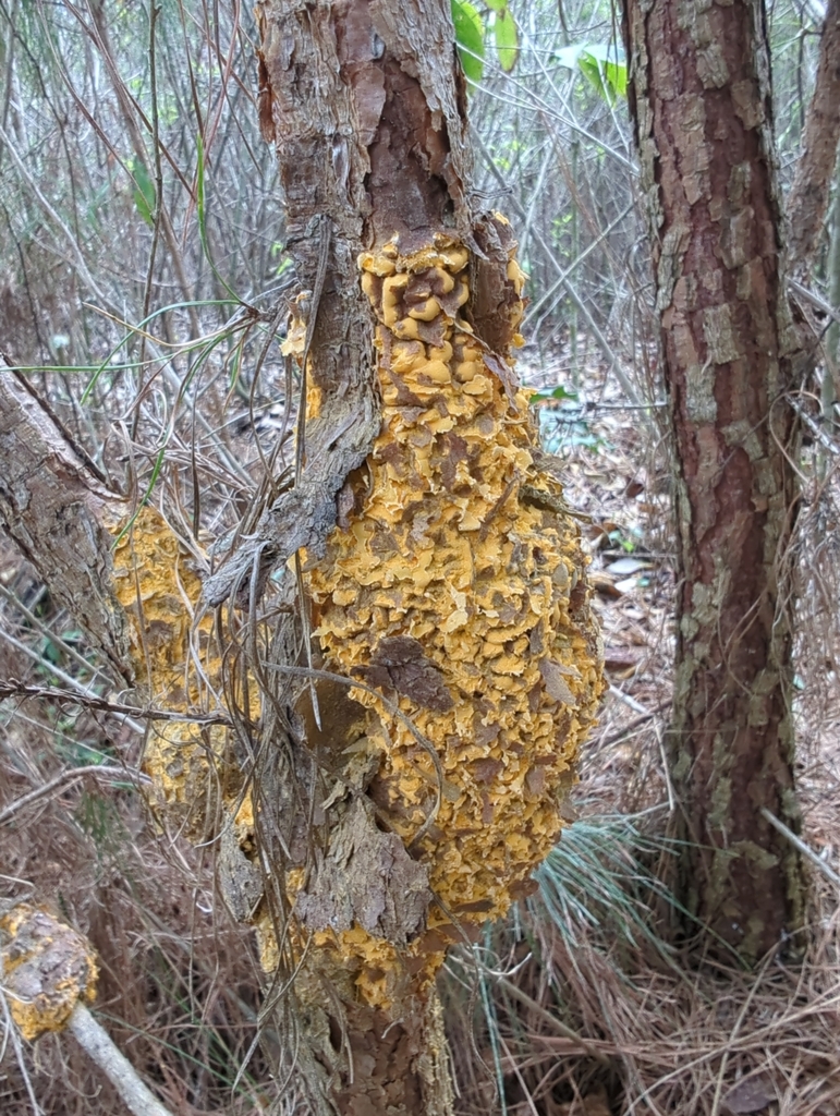 Pine-oak gall rust from Columbus County, US-NC, US on March 29, 2023 at ...