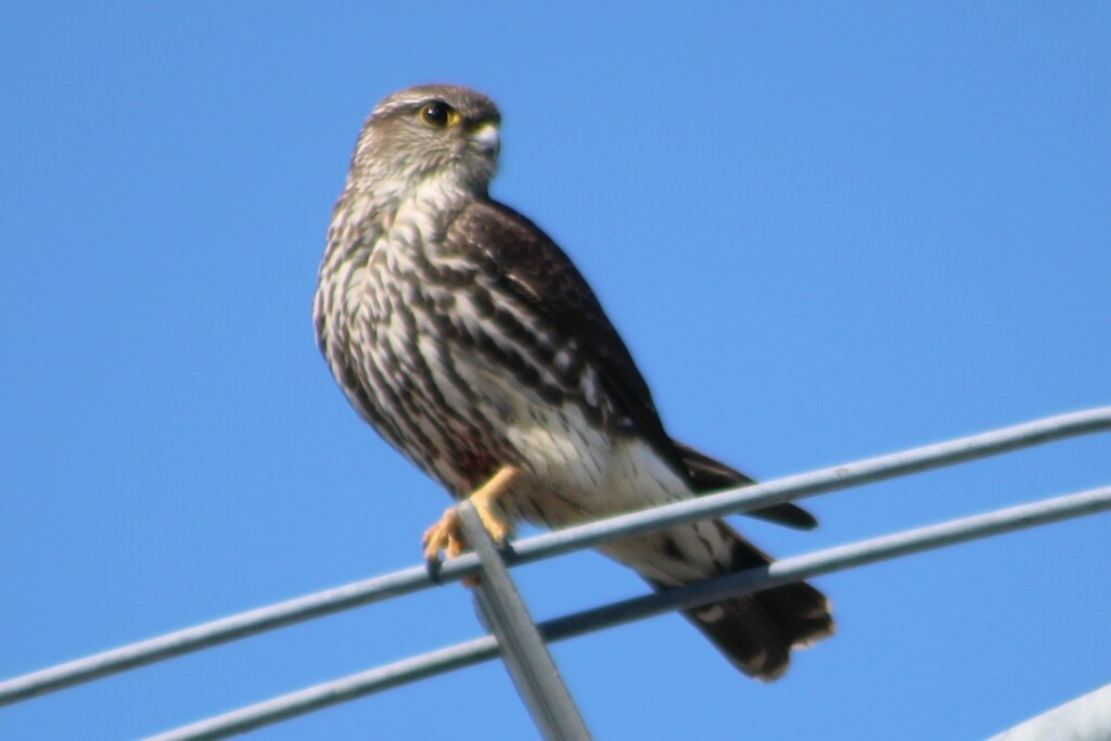 Taiga Merlin from Haines, OR, USA on March 18, 2023 at 12:03 PM by Sean ...