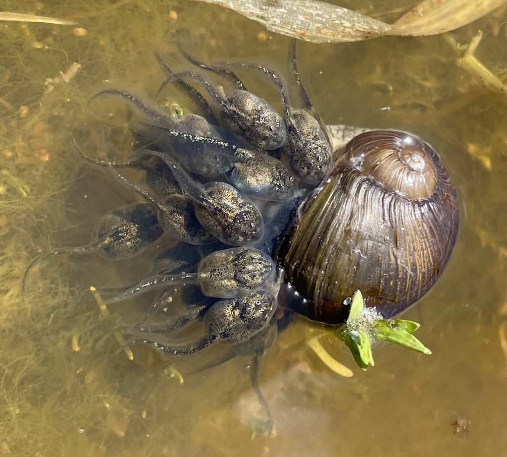 Western Spadefoot in March 2023 by Justyn Stahl. eating a Green Garden ...