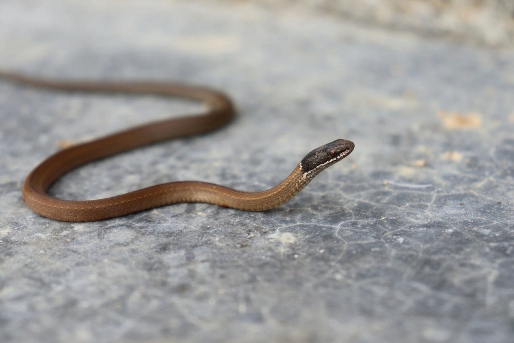 Chinese Many-tooth Snake from 巴东县清太坪镇 on September 19, 2020 by 董俊材 ...