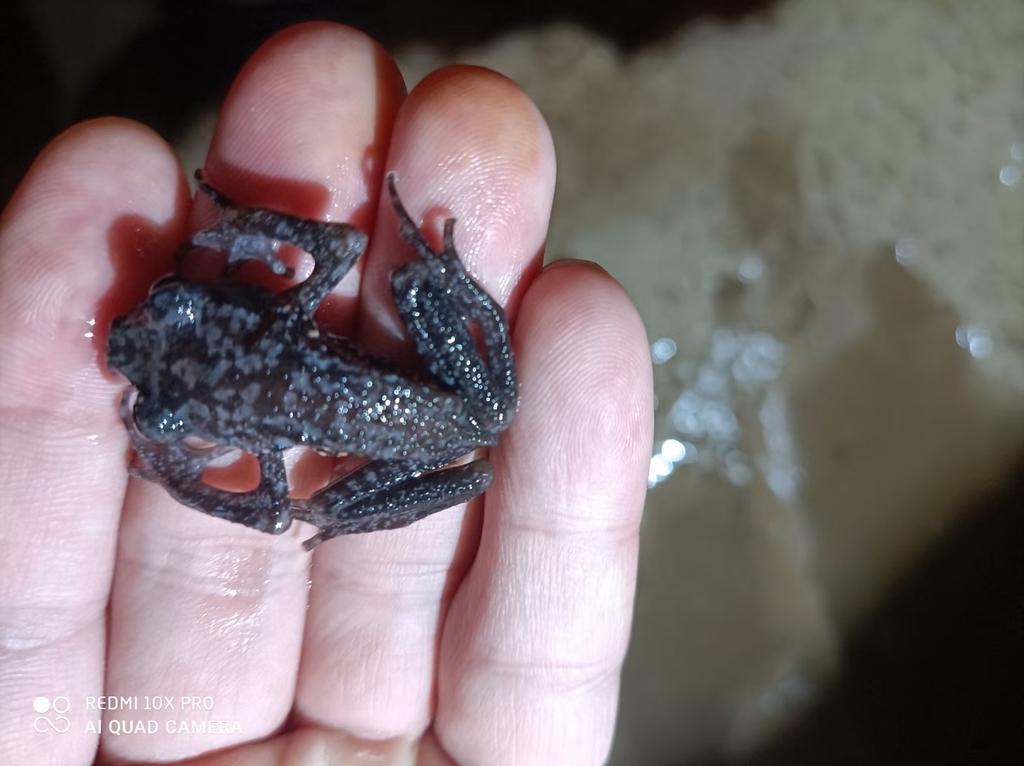 Red-spotted Toothed Toad in June 2022 by 董俊材 · iNaturalist