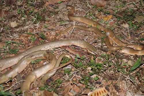 Road Guarder (Conophis lineatus) - Snakes and Lizards