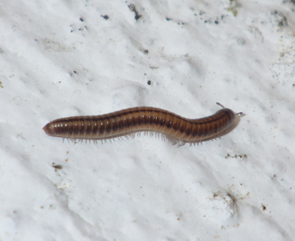 Brachyiulini from Agriles 730 09, Griechenland on March 29, 2023 at 09: ...
