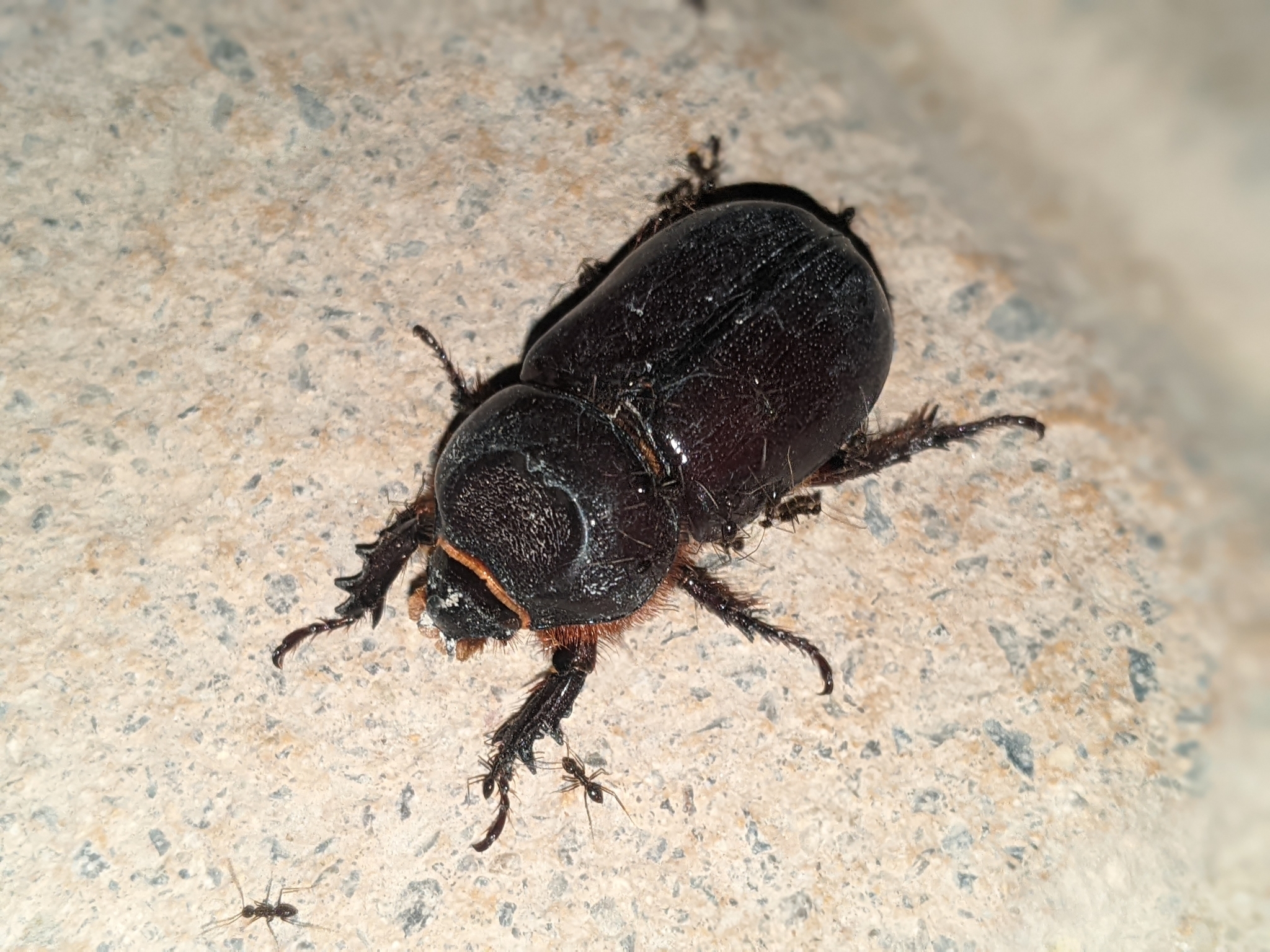 Oryctes elegans Prell, 1914