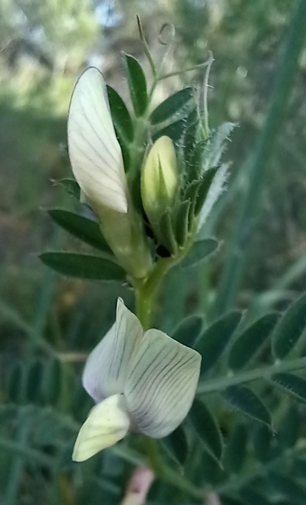 Vetches from Praia de Carcavelos, Carcavelos, Portugal on March 29 ...