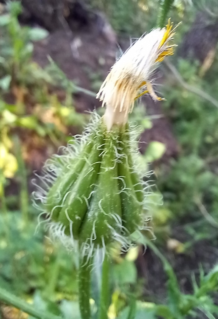 False Hawkbit from Praia de Carcavelos, Carcavelos, Portugal on March ...
