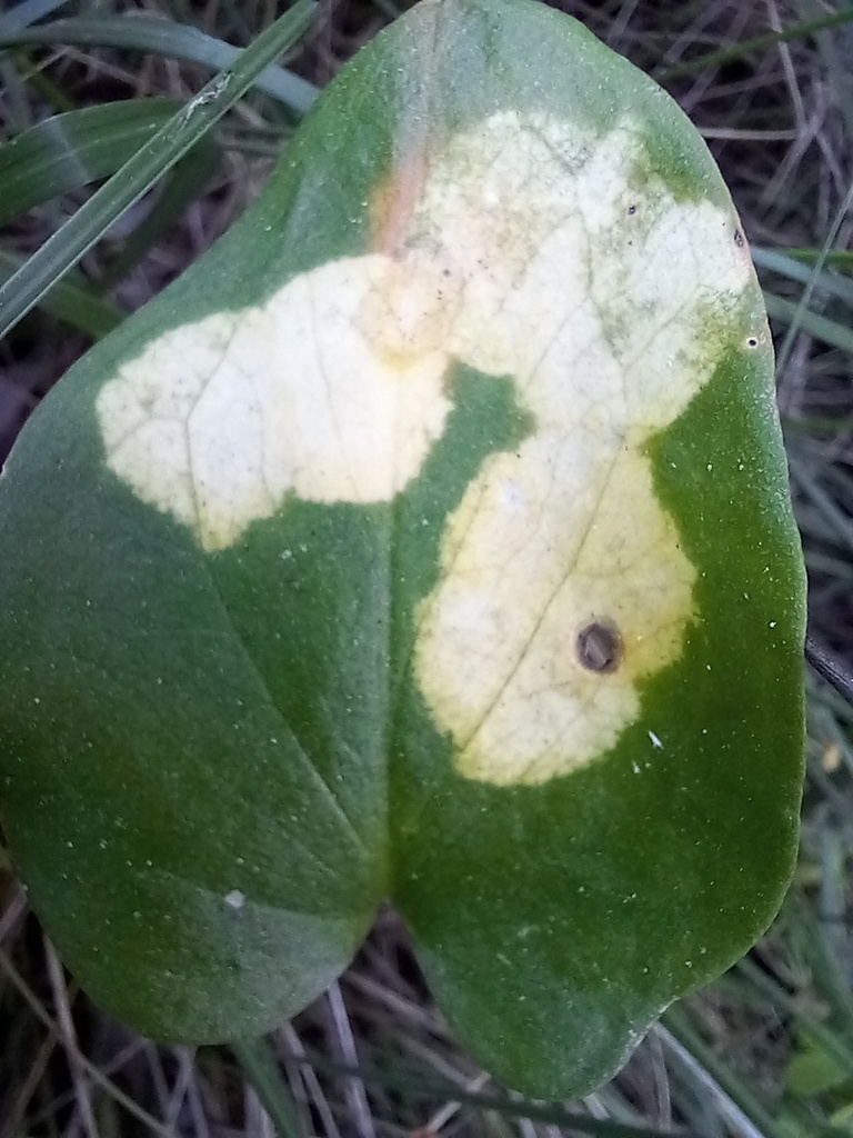 Phyllosiphon arisari from Praia de Carcavelos, Carcavelos, Portugal on ...