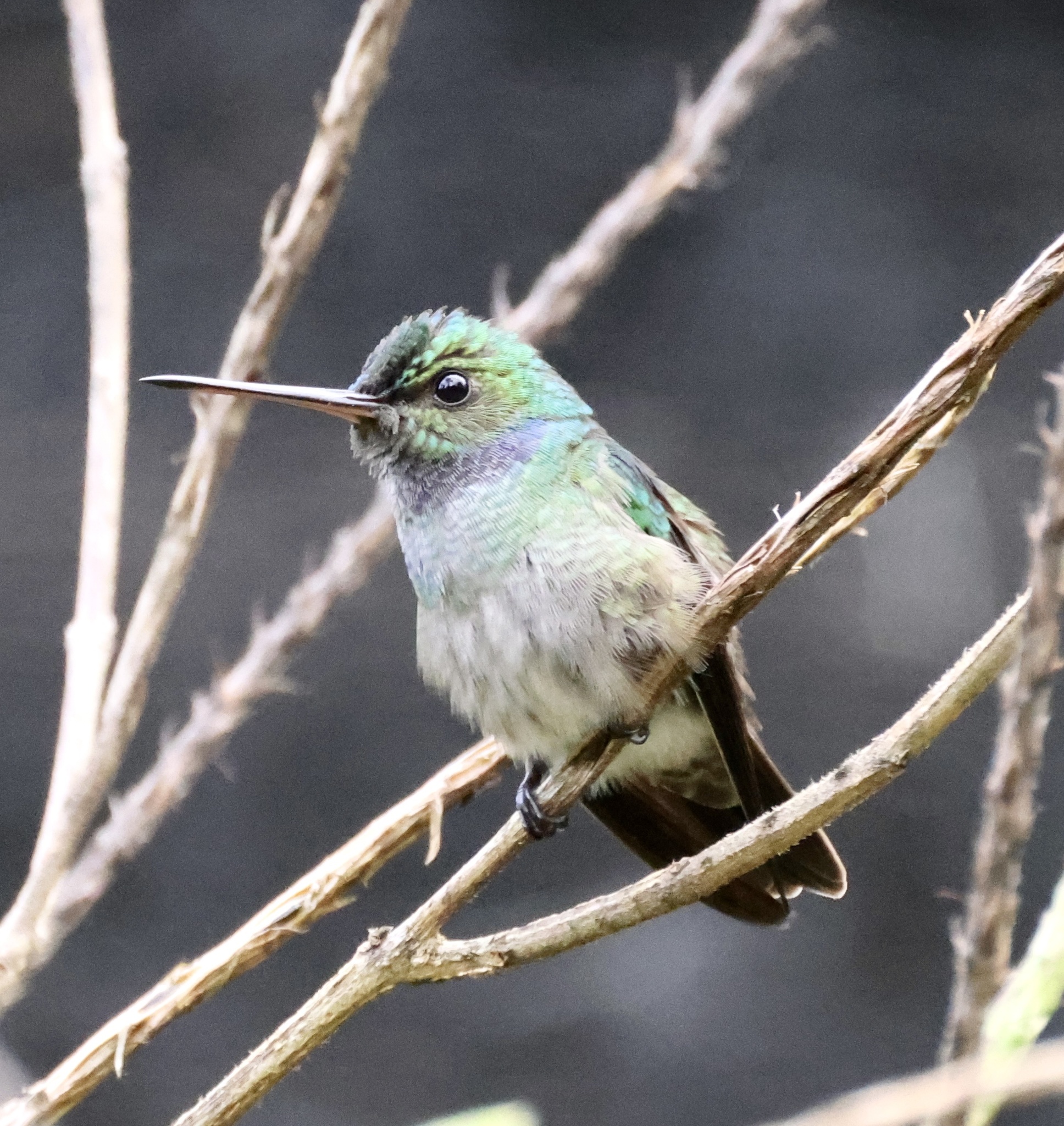 Polyerata decora Salvin, 1891