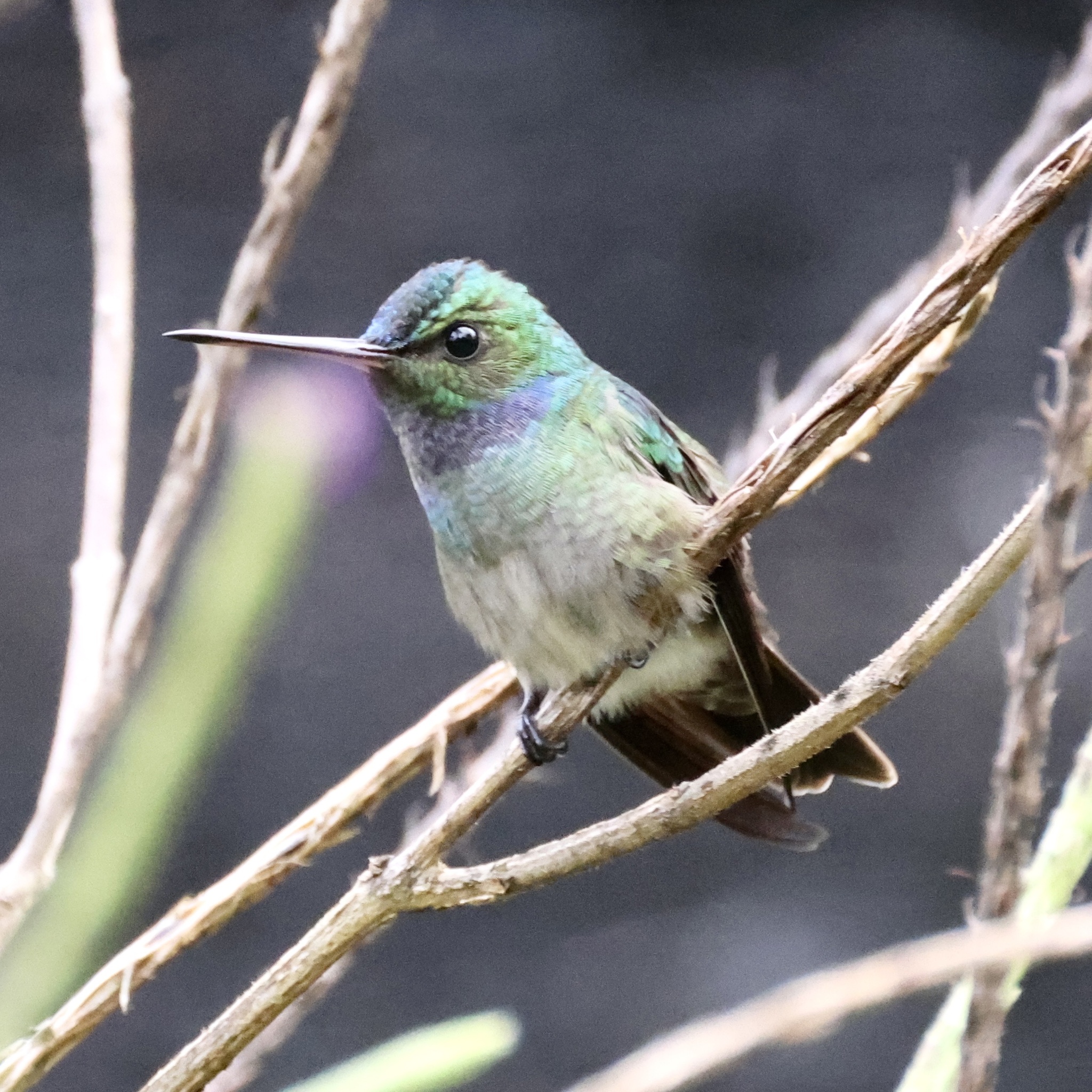 Polyerata decora Salvin, 1891