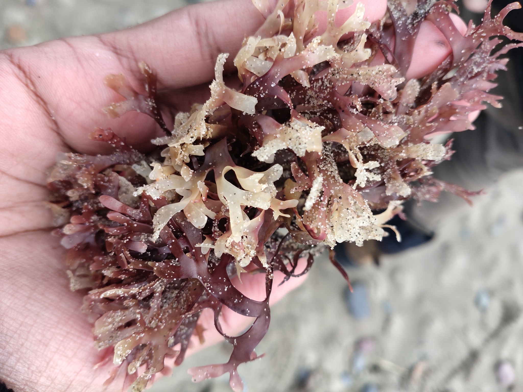 Chondrus crispus Stackhouse