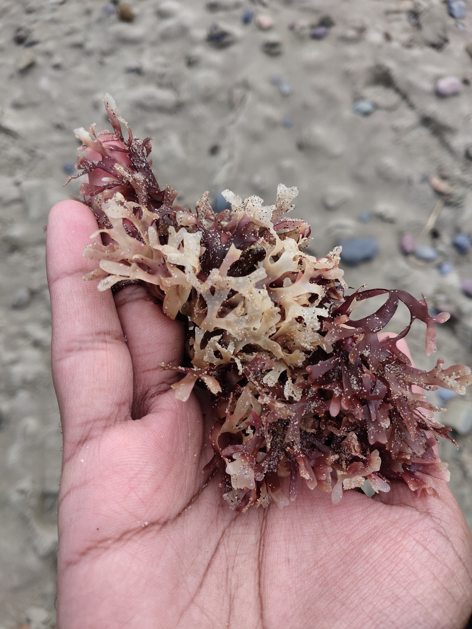 Chondrus crispus Stackhouse