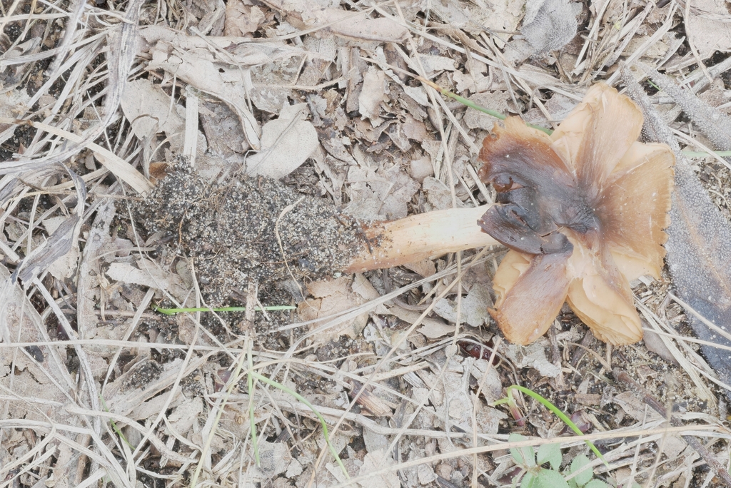 common bonnet from Porter, IN 46304, USA on October 20, 2022 at 12:44 ...