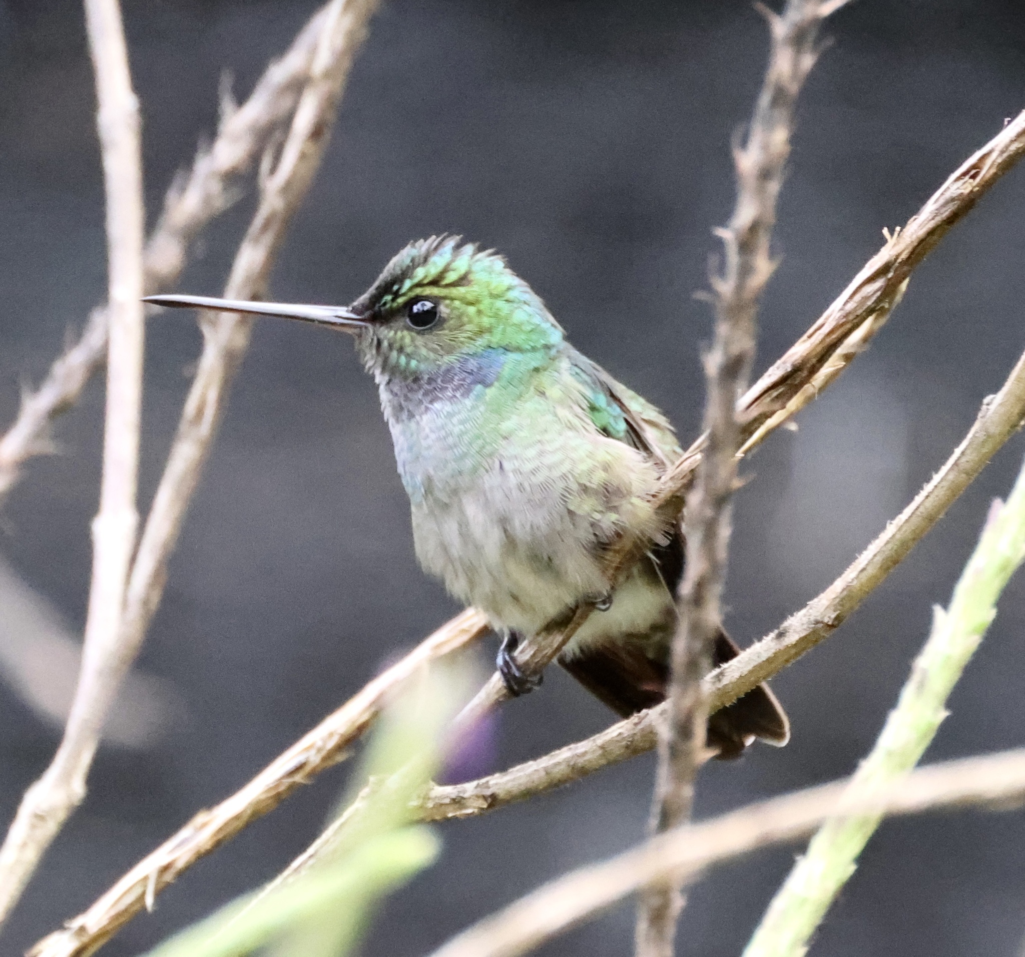 Polyerata decora Salvin, 1891
