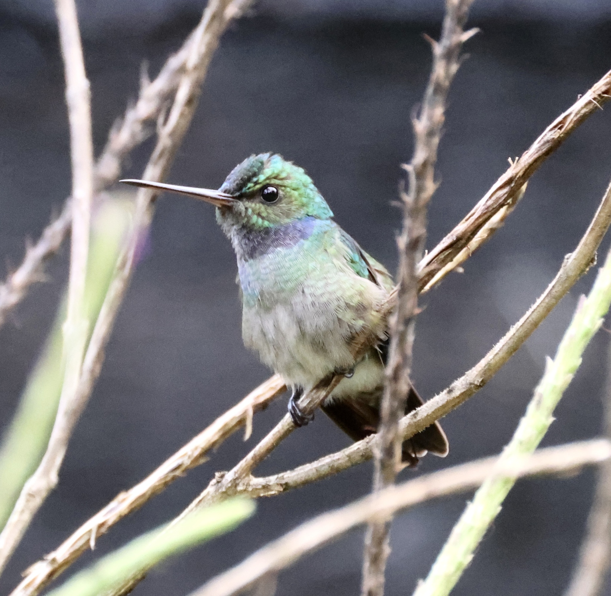 Polyerata decora Salvin, 1891