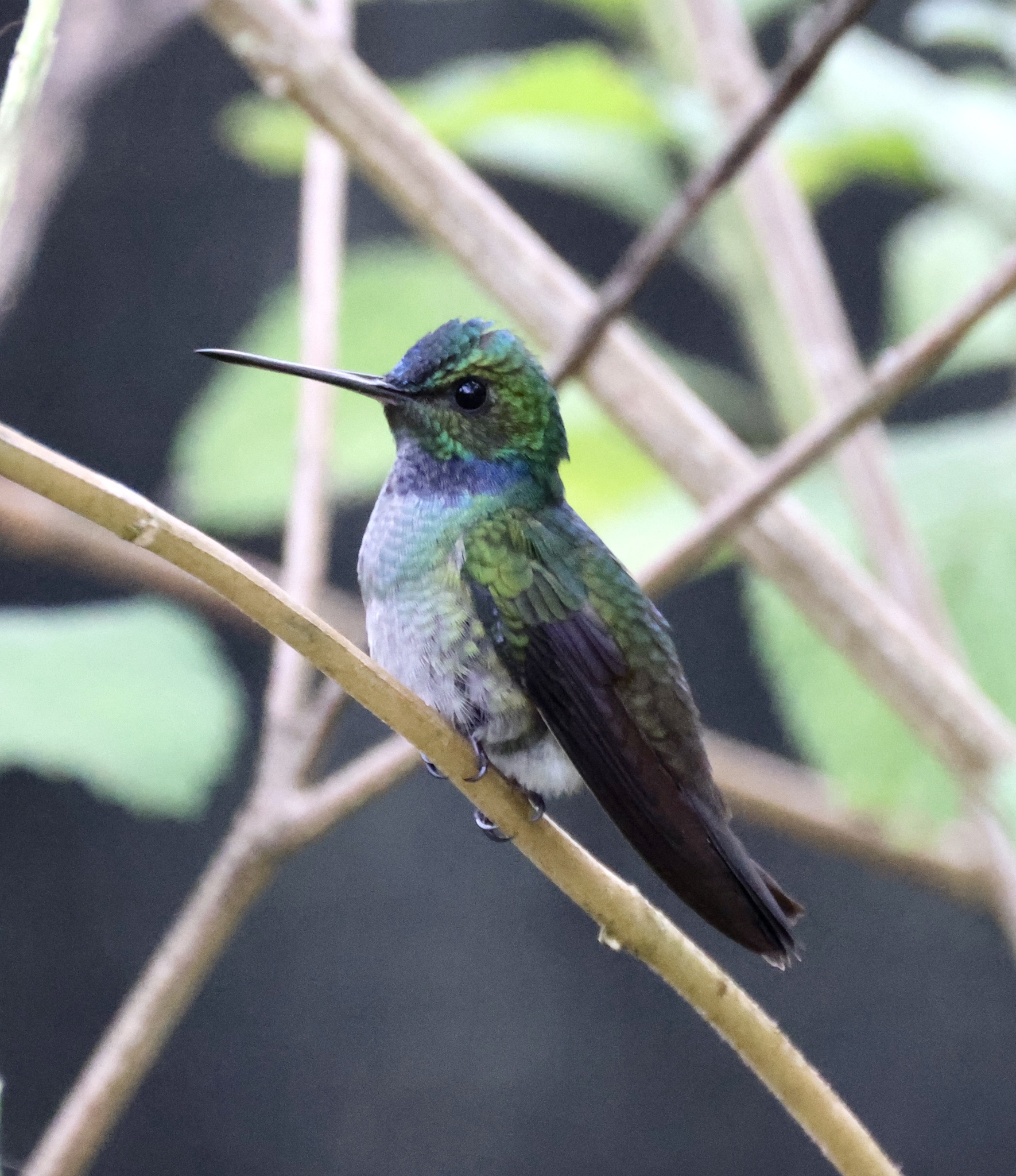 Polyerata decora Salvin, 1891