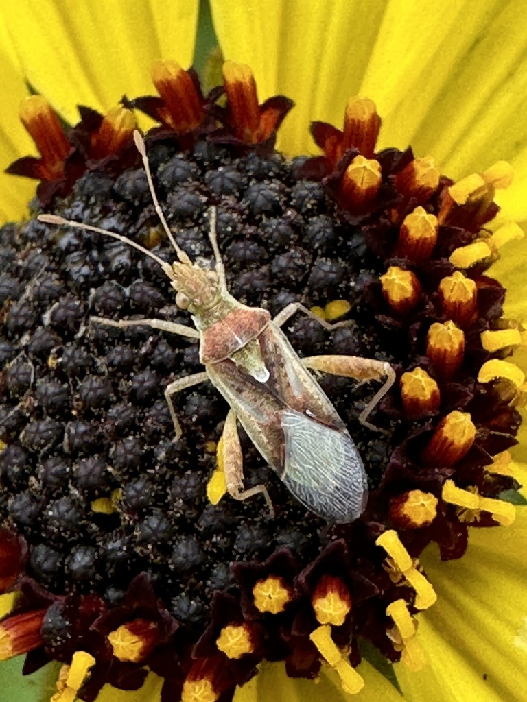 Harmostes angustatus from Mission Trails Regional Park, San Diego, CA ...