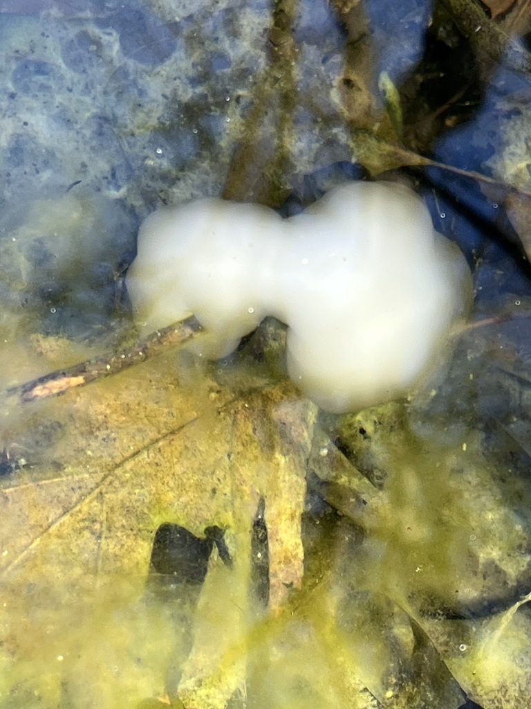 Spotted Salamander from Pike County, PA, USA on March 29, 2023 at 09:19 ...