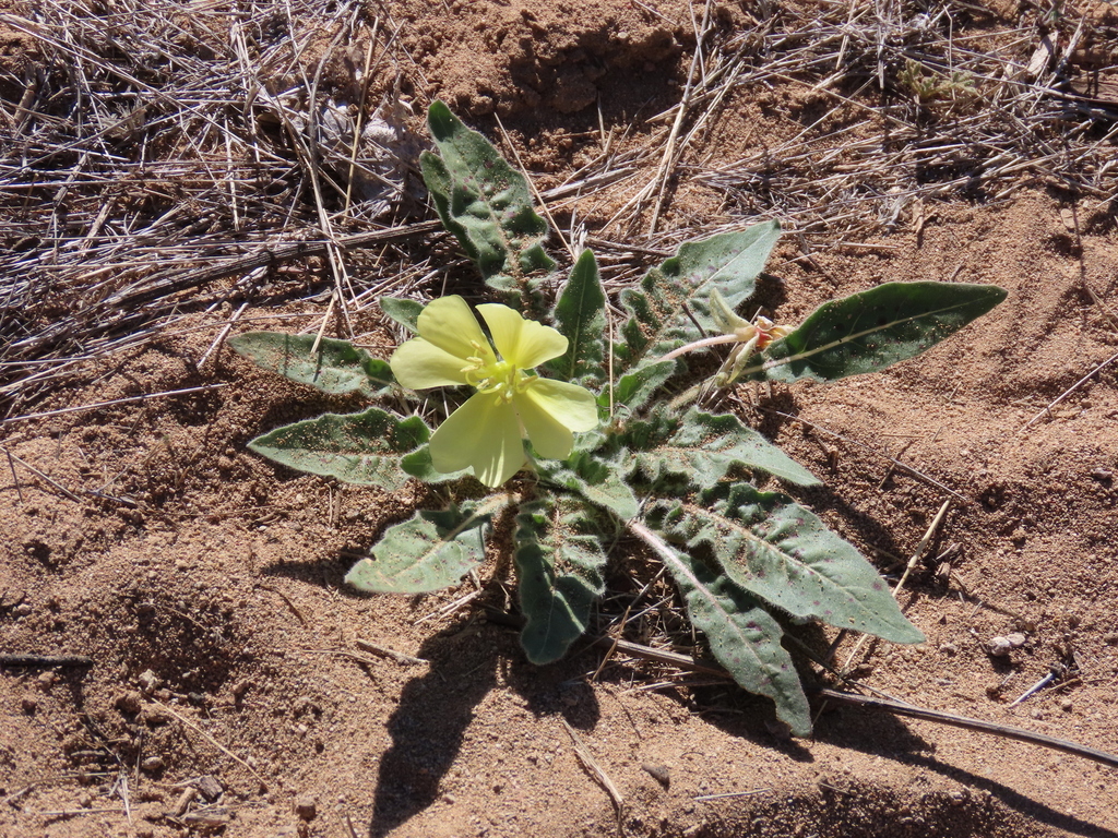 desert evening-primrose from Cochise County, AZ, USA on March 29, 2023 ...