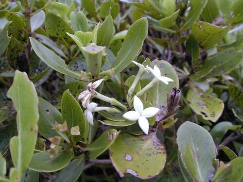 Kadua rapensis · iNaturalist