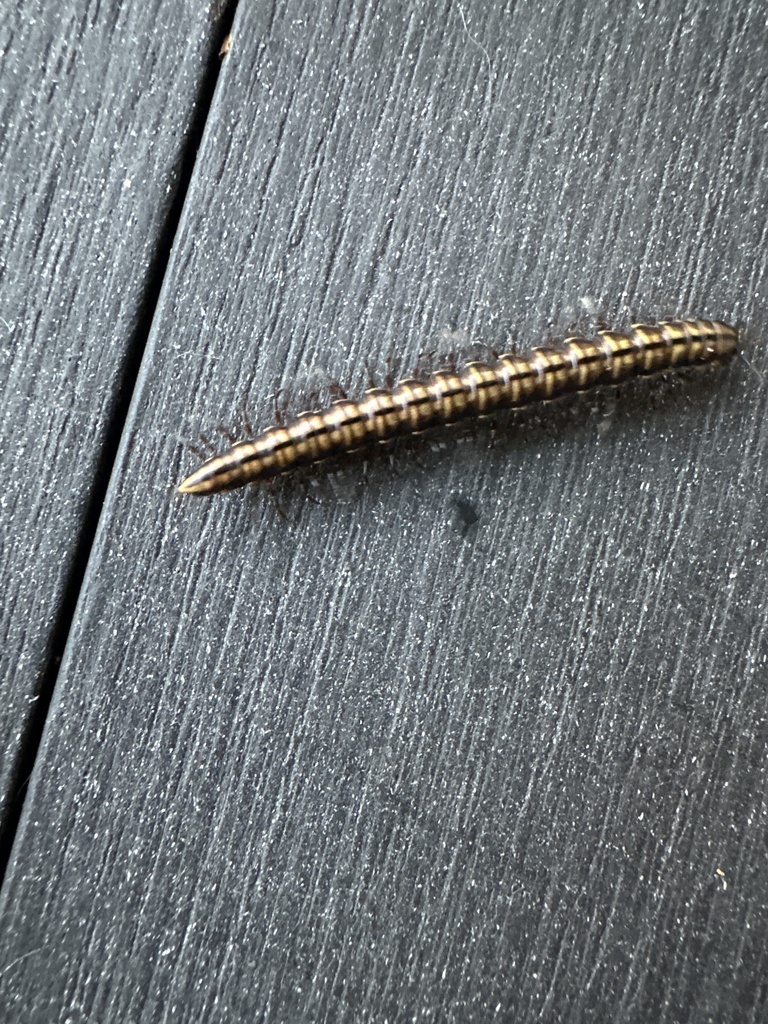 Dalodesmidae from Schaefer Cl, Tingira Heights, NSW, AU on March 30 ...