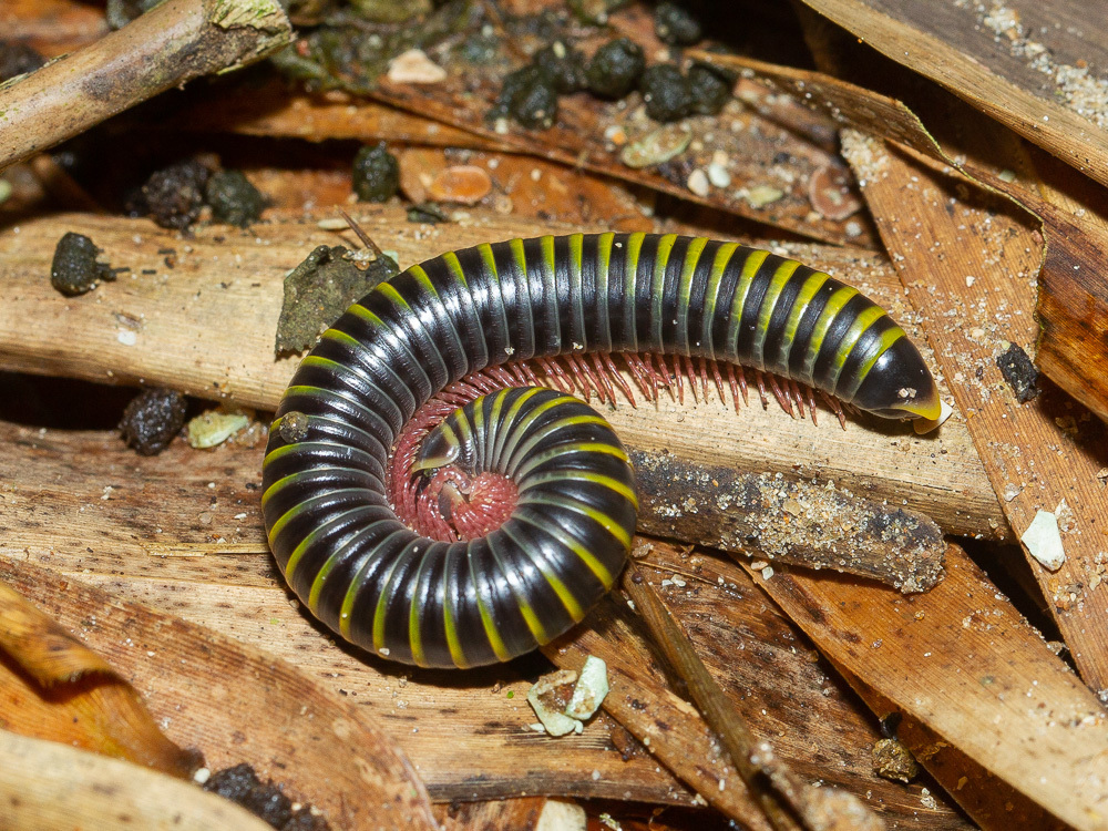 Bumblebee Millipede from Meerzorg, Suriname on February 3, 2023 at 09: ...