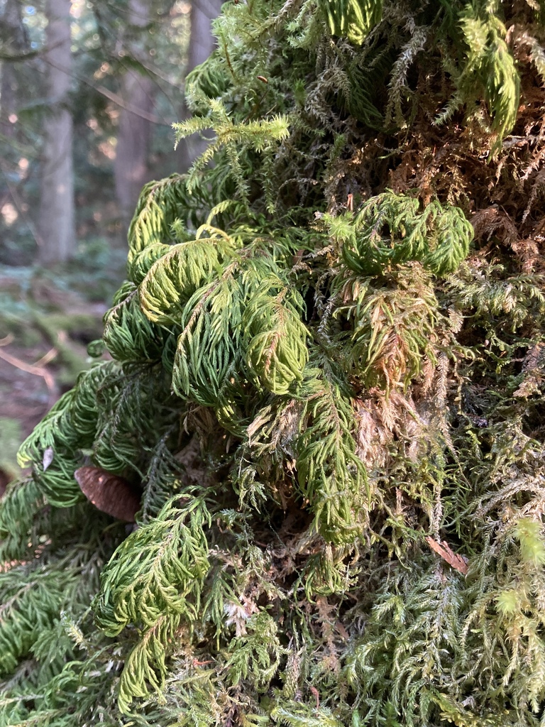 dendroalsia moss from Capital, Capital, BC, CA on 15 March, 2023 at 09: ...
