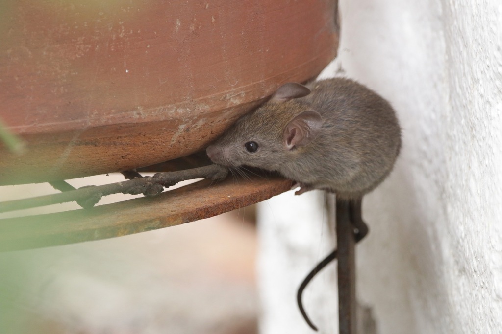 Black Rat from Tumbaco, Ecuador on March 18, 2023 at 12:19 PM by Jose ...