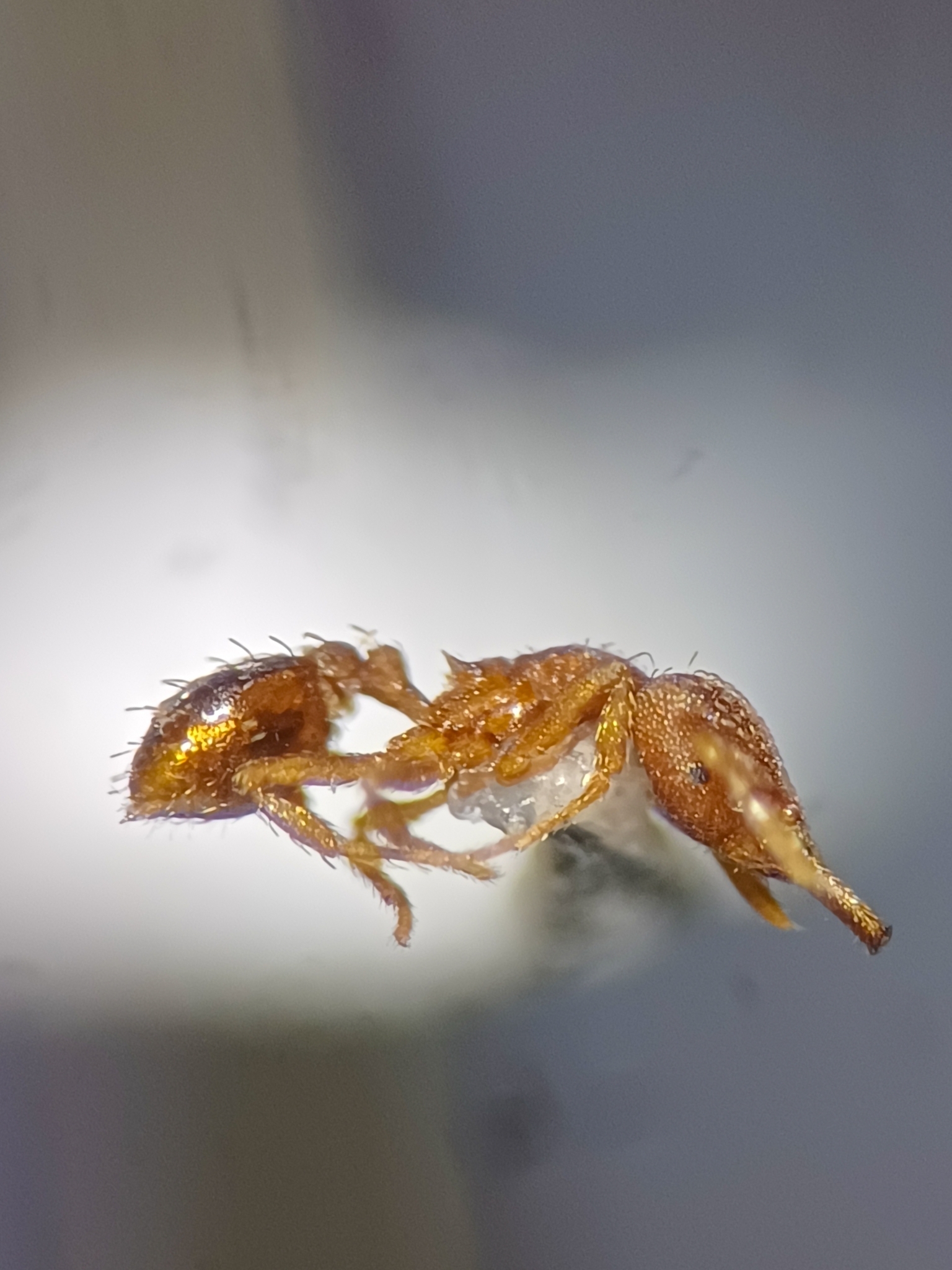 Strumigenys louisianae Roger, 1863