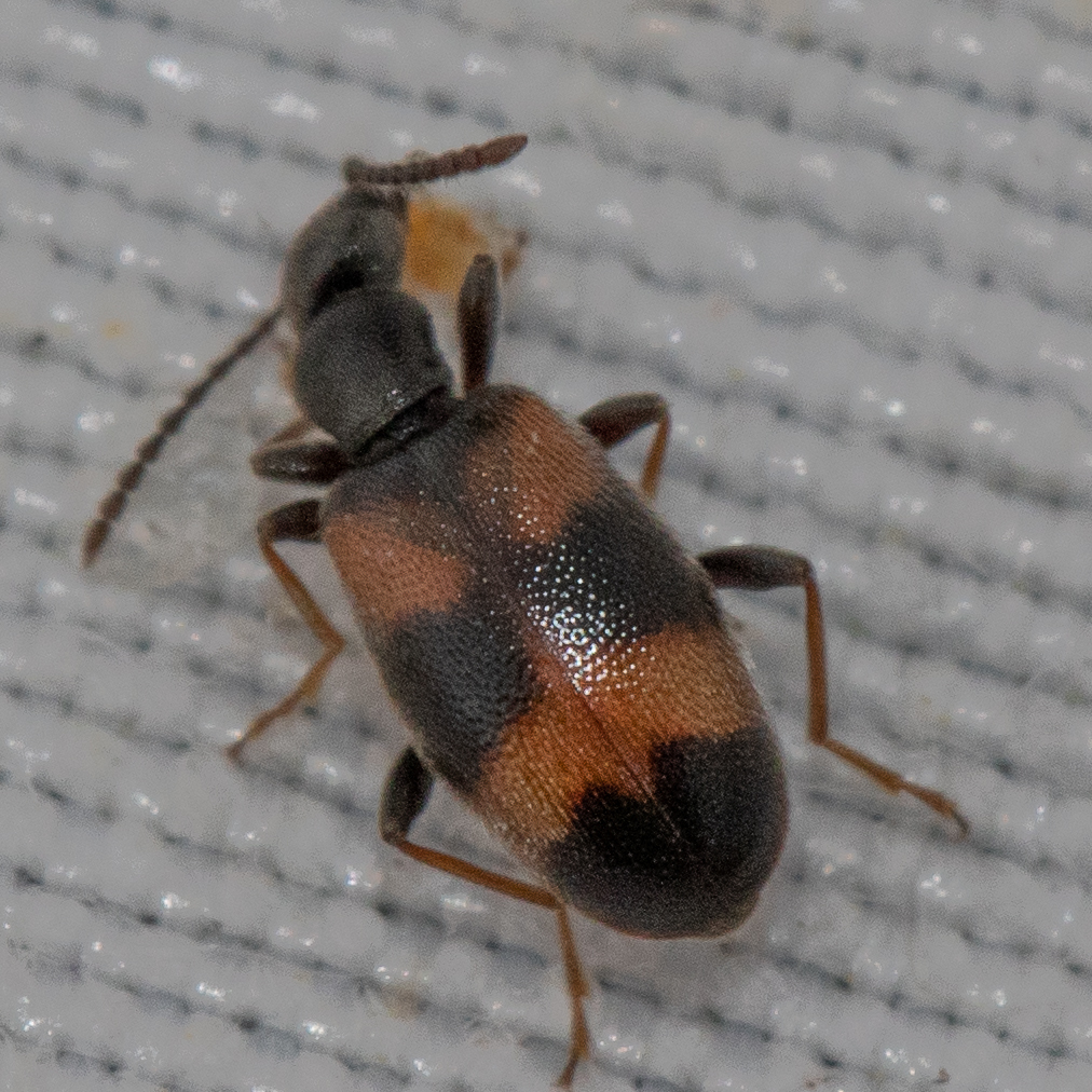 Anthicus antherinus from 17550 Dolus-d'Oléron, France on March 29, 2023 ...