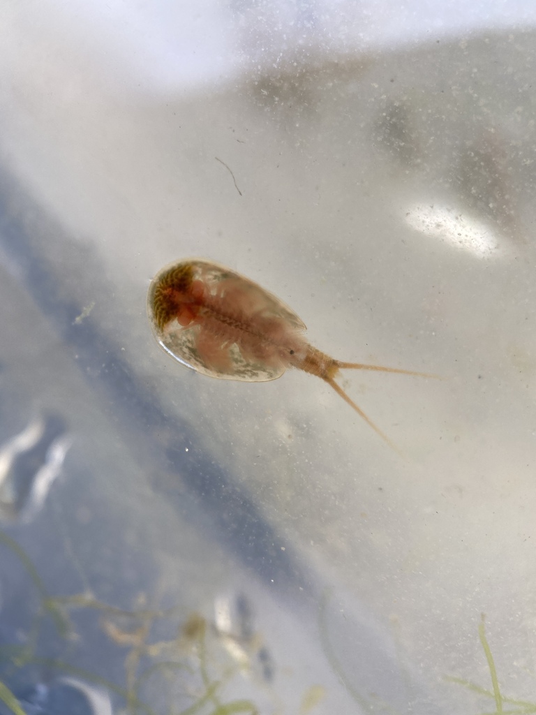 Vernal Pool Tadpole Shrimp in March 2023 by Merav Vonshak · iNaturalist