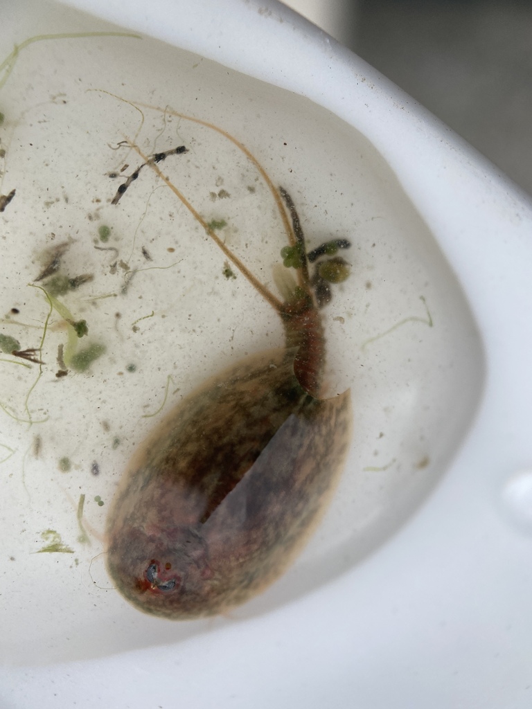 Vernal Pool Tadpole Shrimp in March 2023 by Merav Vonshak · iNaturalist