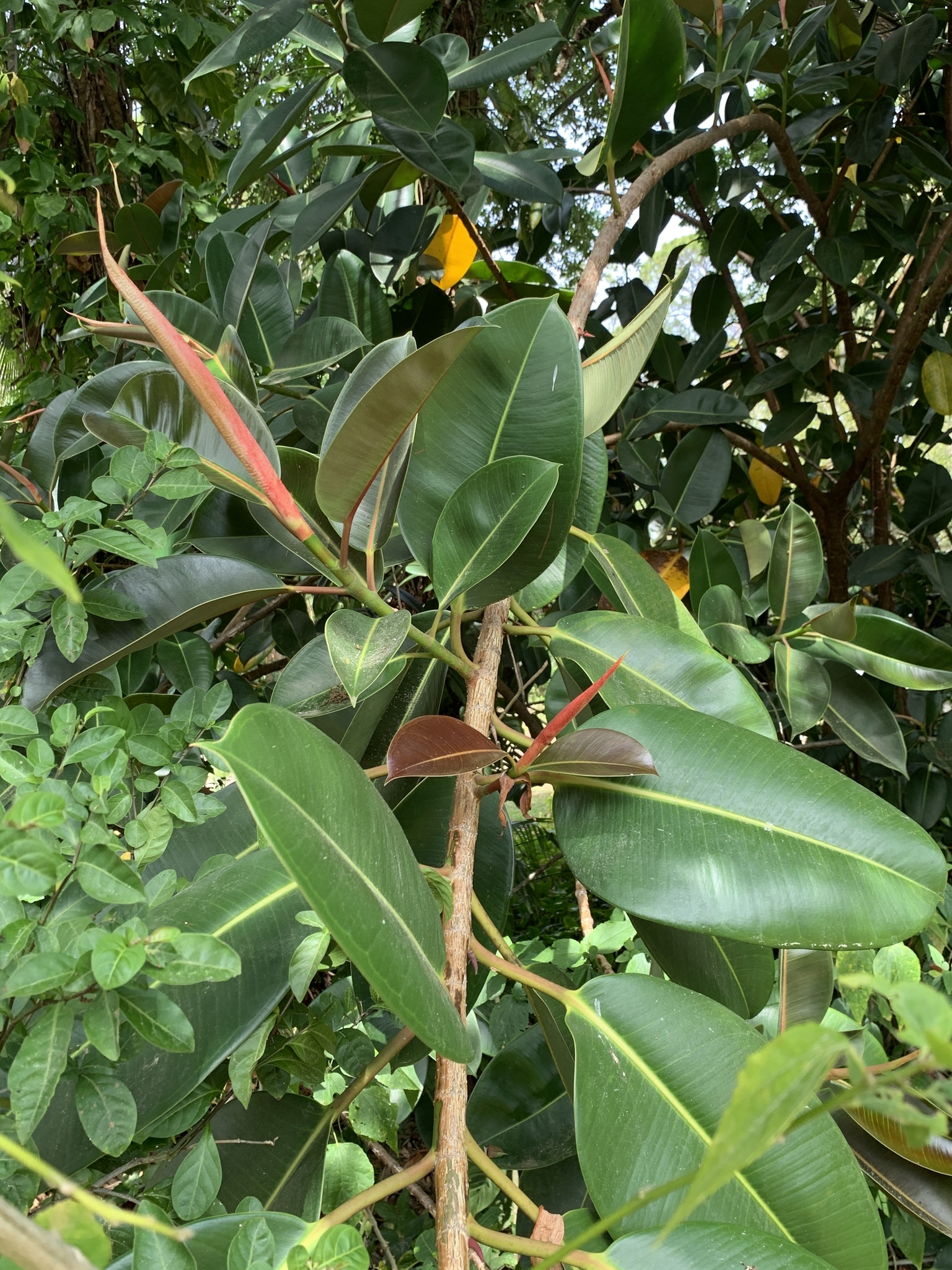 Ficus elastica Roxb.