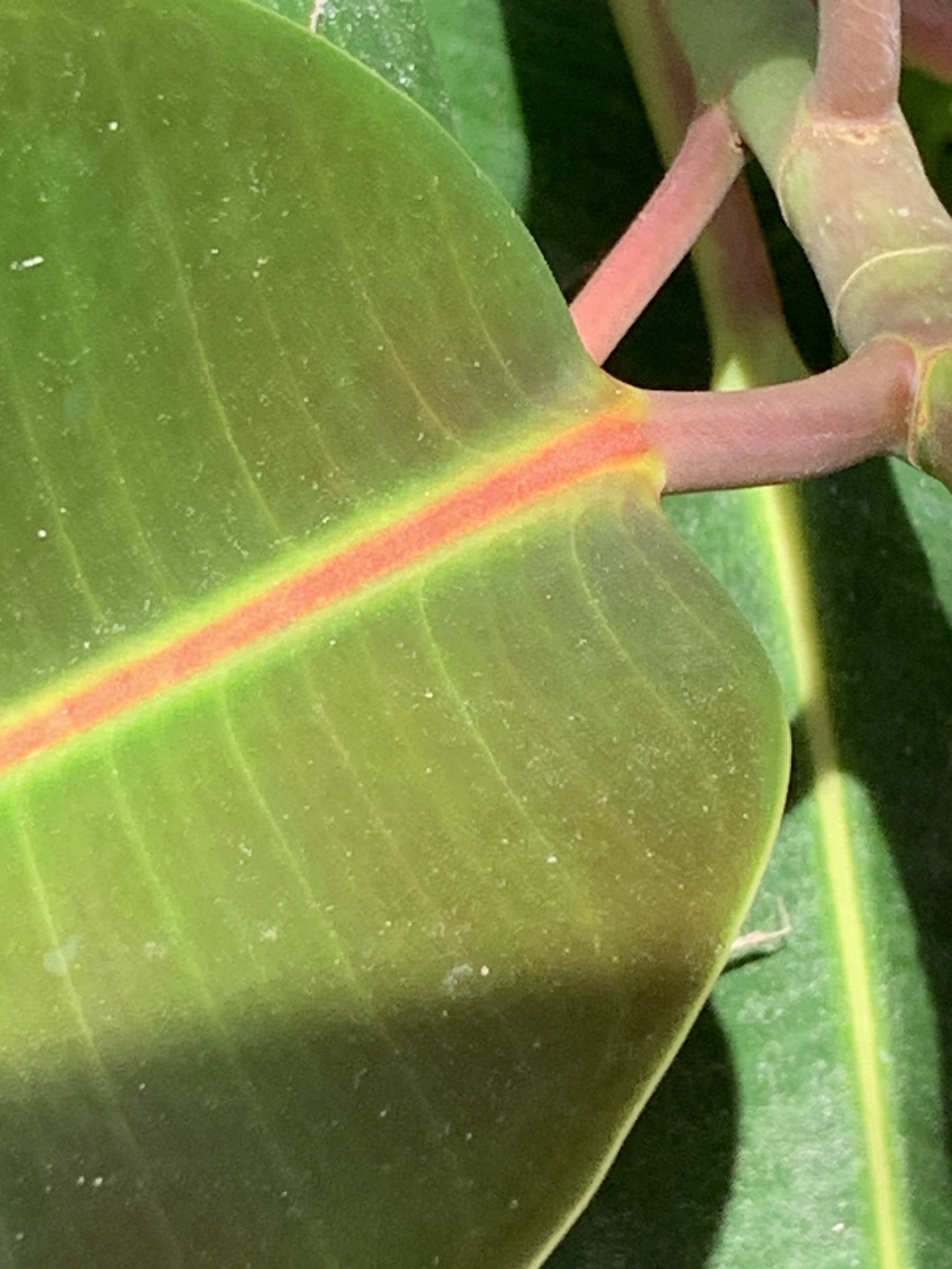 Ficus elastica Roxb.
