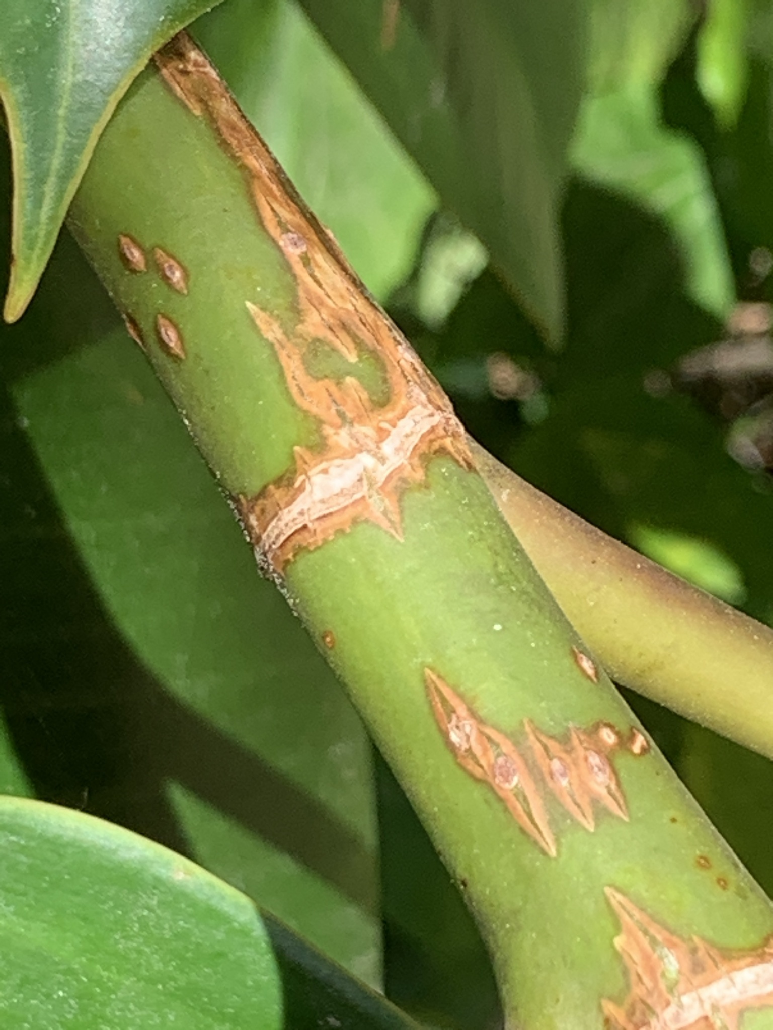 Ficus elastica Roxb.