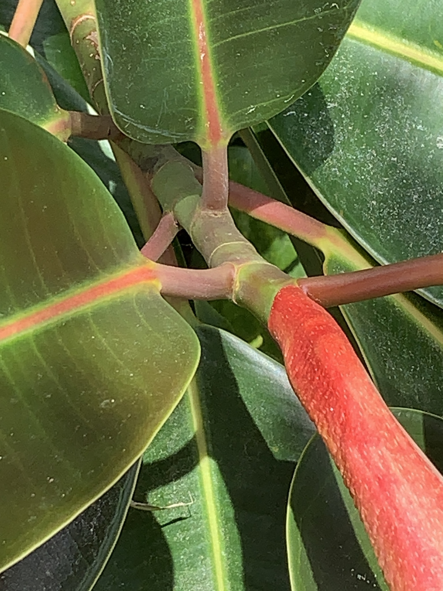 Ficus elastica Roxb.