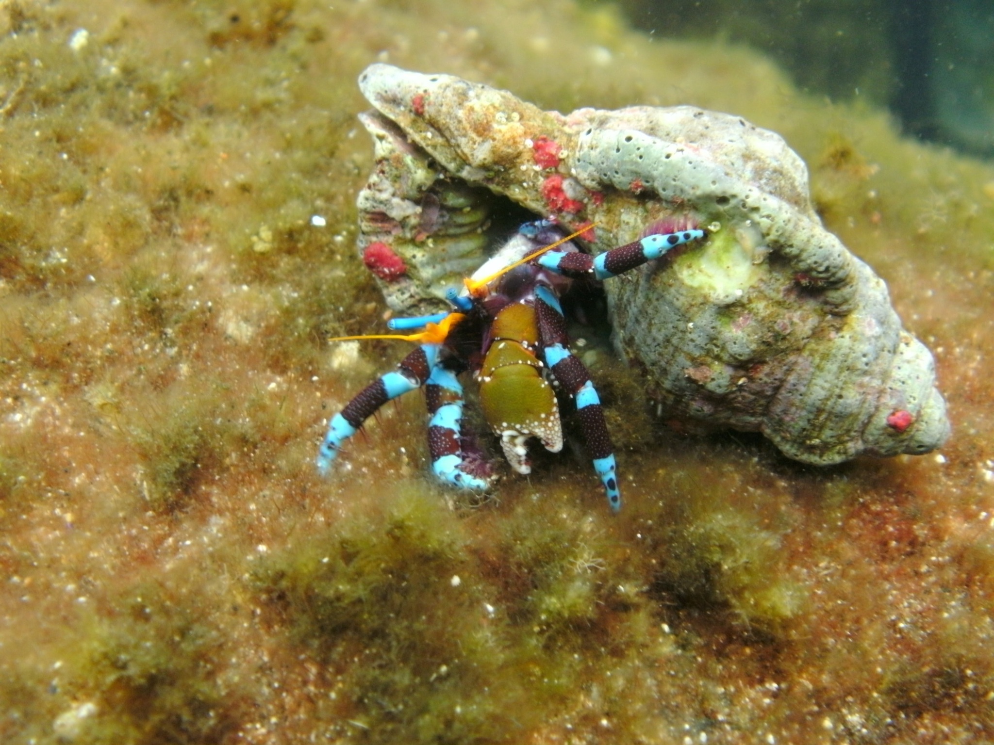 Calcinus elegans (H.Milne Edwards, 1836)