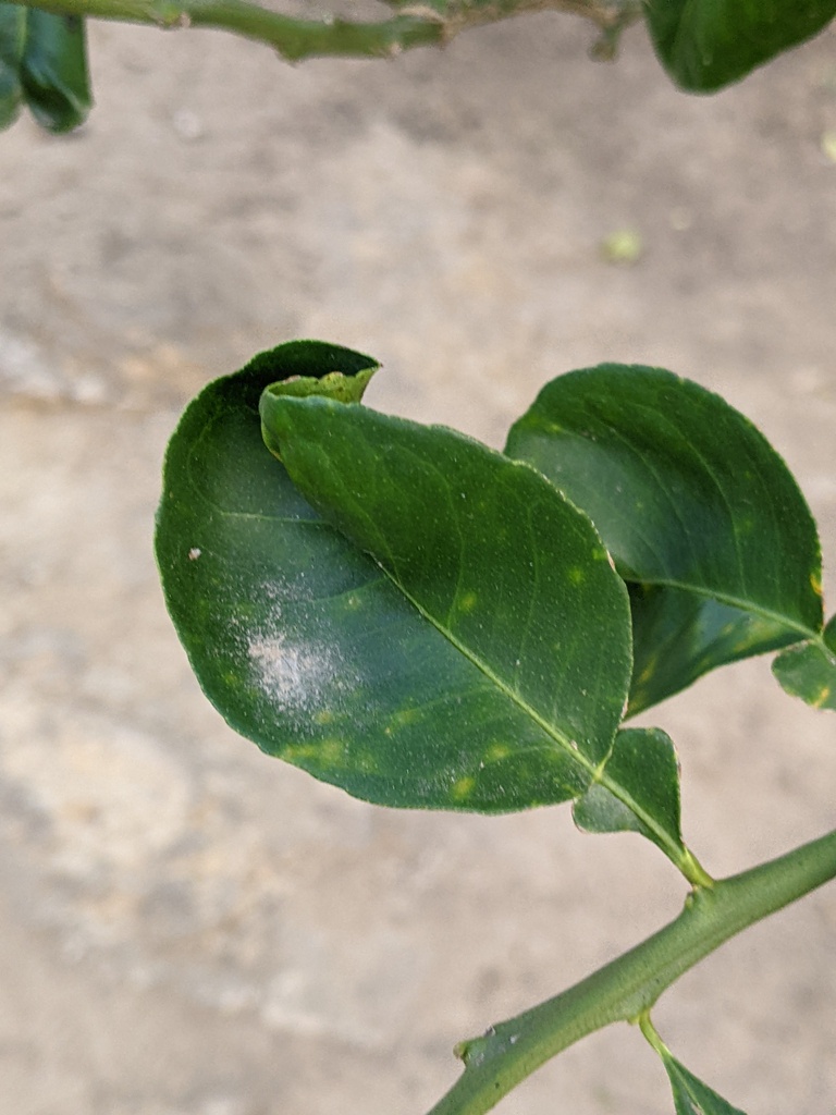 Citrus Bud Mite from Moca, Dominican Republic on March 25, 2023 at 06: ...