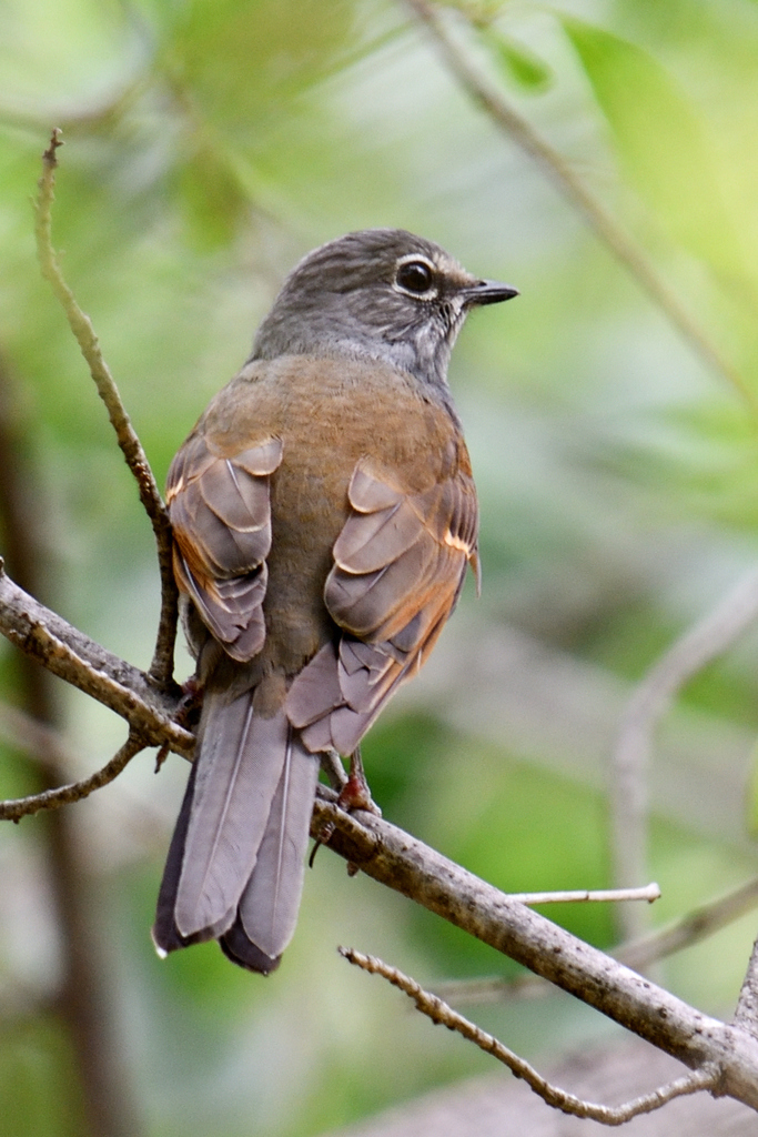 Brown-backed Solitaire from Bustamante, N.L., México on March 29, 2023 ...
