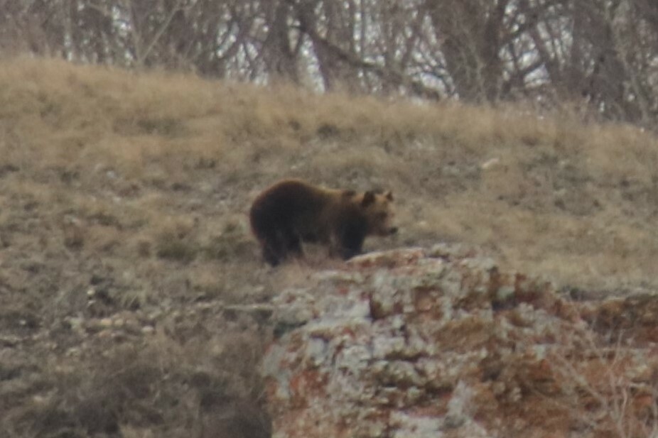 Ursus arctos Linnaeus, 1758