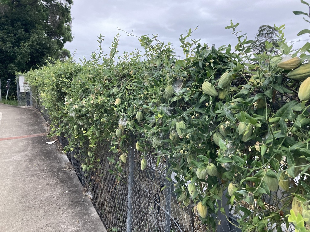 Moth Vine from Sydney NSW, Australia on March 21, 2023 at 07:07 AM by ...