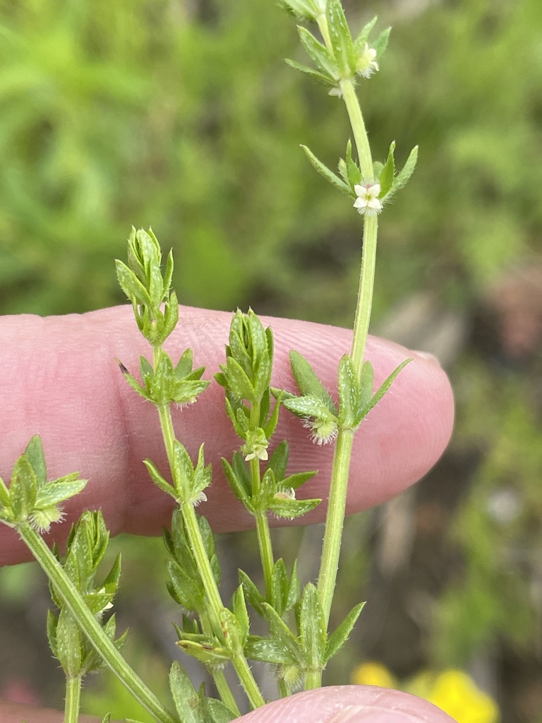 Southwestern bedstraw from Cedar Hill State Park, Cedar Hill, TX, US on ...