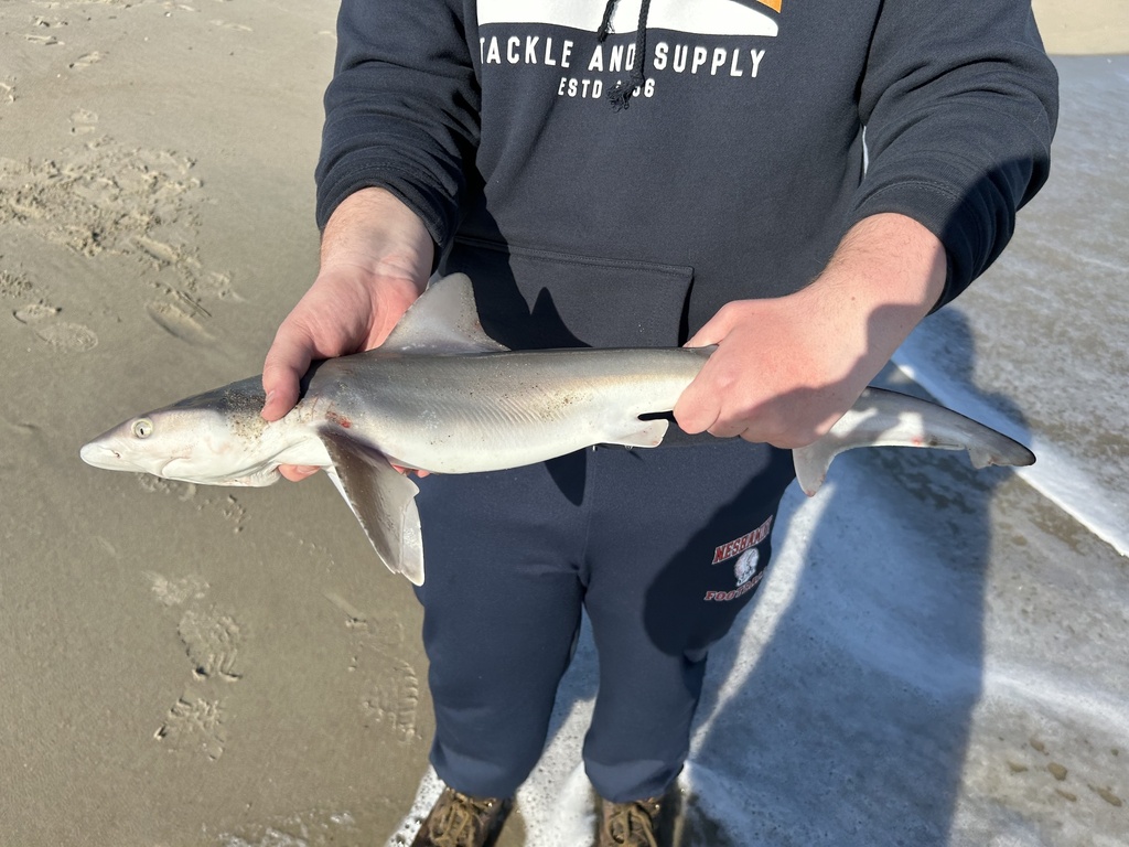 Sandbar Shark in March 2023 by Cole Tiemann. Possibly? I do not know my ...