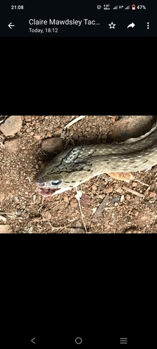 Spotted Night Adder (Causus maculatus) - Snakes and Lizards