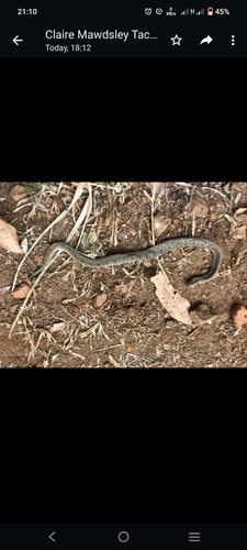 Spotted Night Adder (Causus maculatus) - Snakes and Lizards