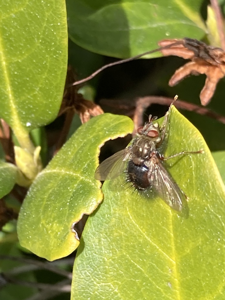 Early Tachinid Fly from University of Victoria, Saanich, BC, CA on ...