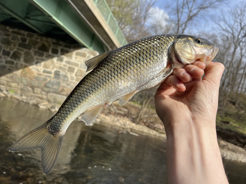 Fallfish from Rock Creek Park, Washington, DC, US on 29 March, 2023 at ...