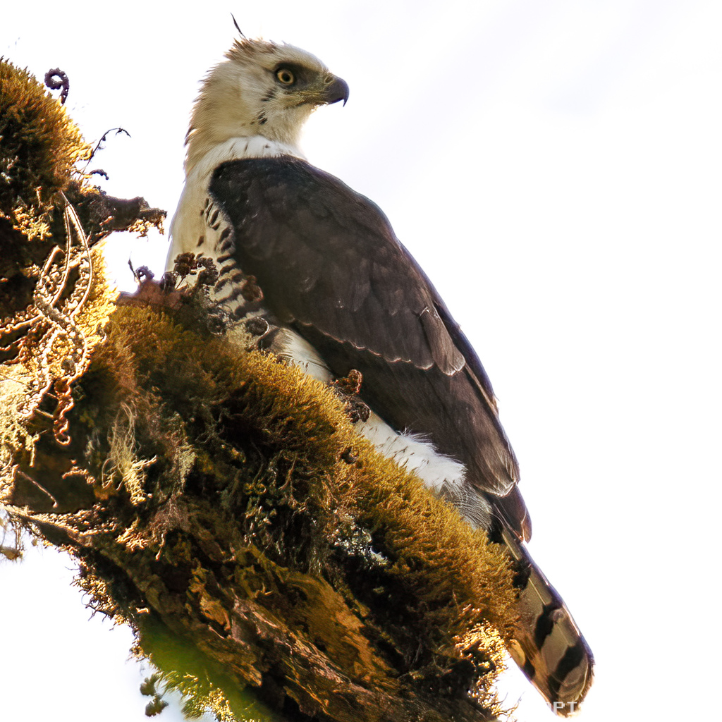 Ornate Hawk-Eagle in March 2023 by Alberto Sánchez · iNaturalist