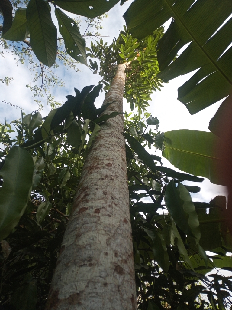 West Indies Cedrela in March 2023 by Emmanuel. Cedro macho · iNaturalist